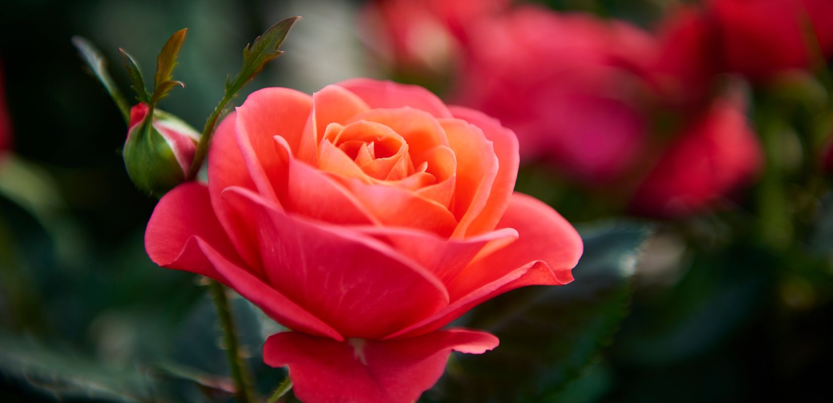 Rose Essential Oil Benefits: Sleep, Skin Care and Beyond - Standing ...