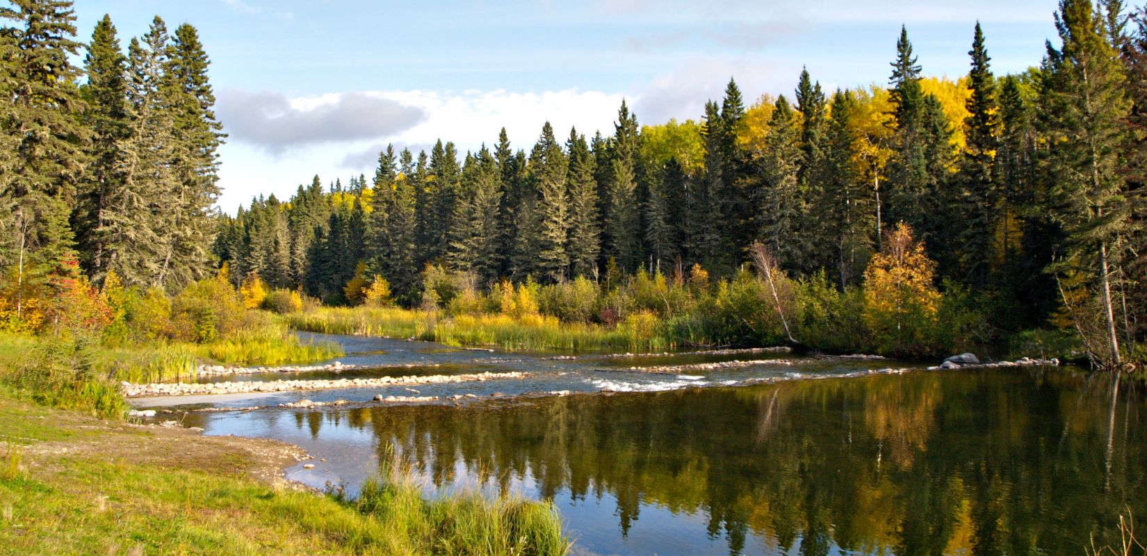 7 Best Canadian Essential Oils You Must Know About - Standing Stone ...